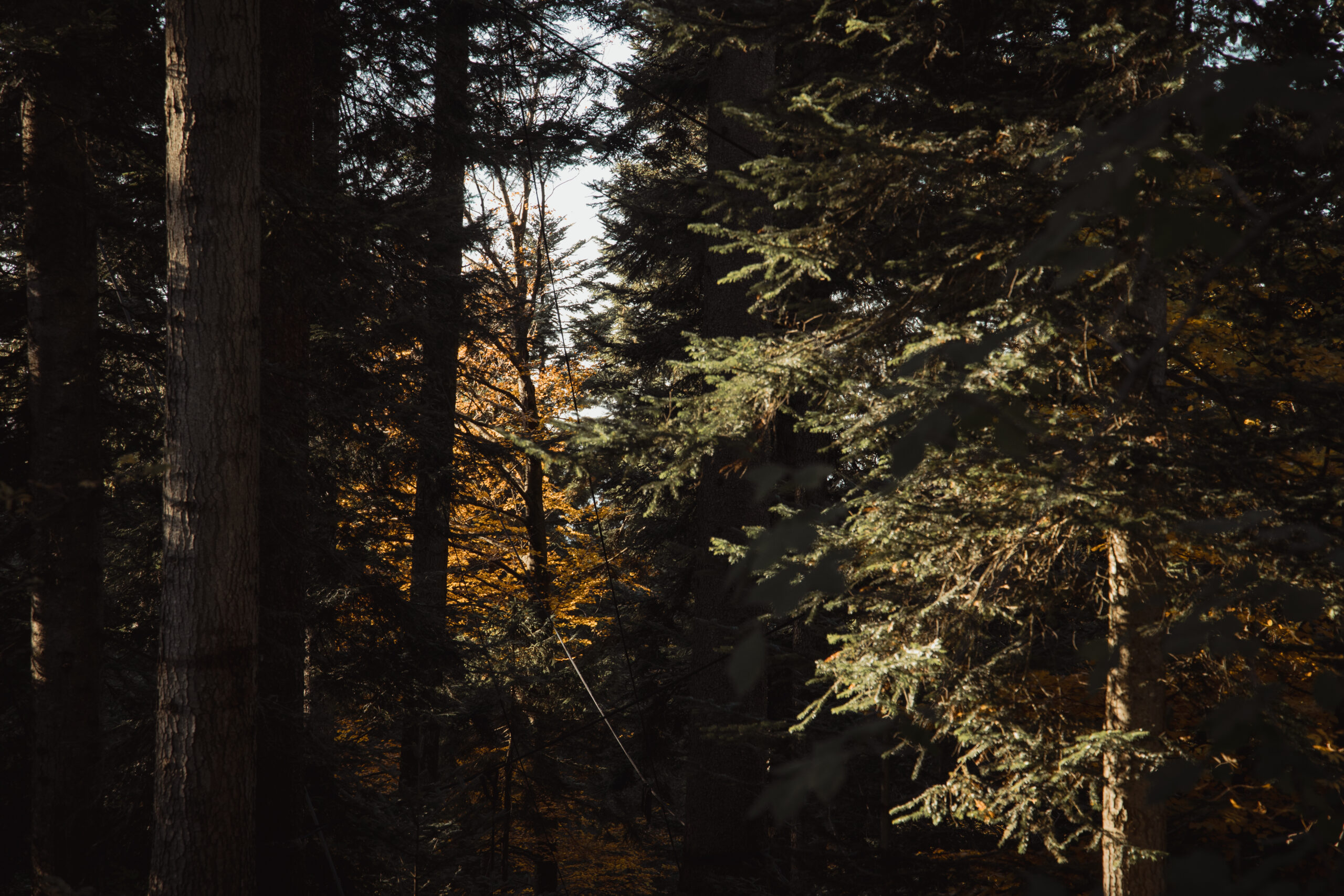 Waldbaden - Waldwelt