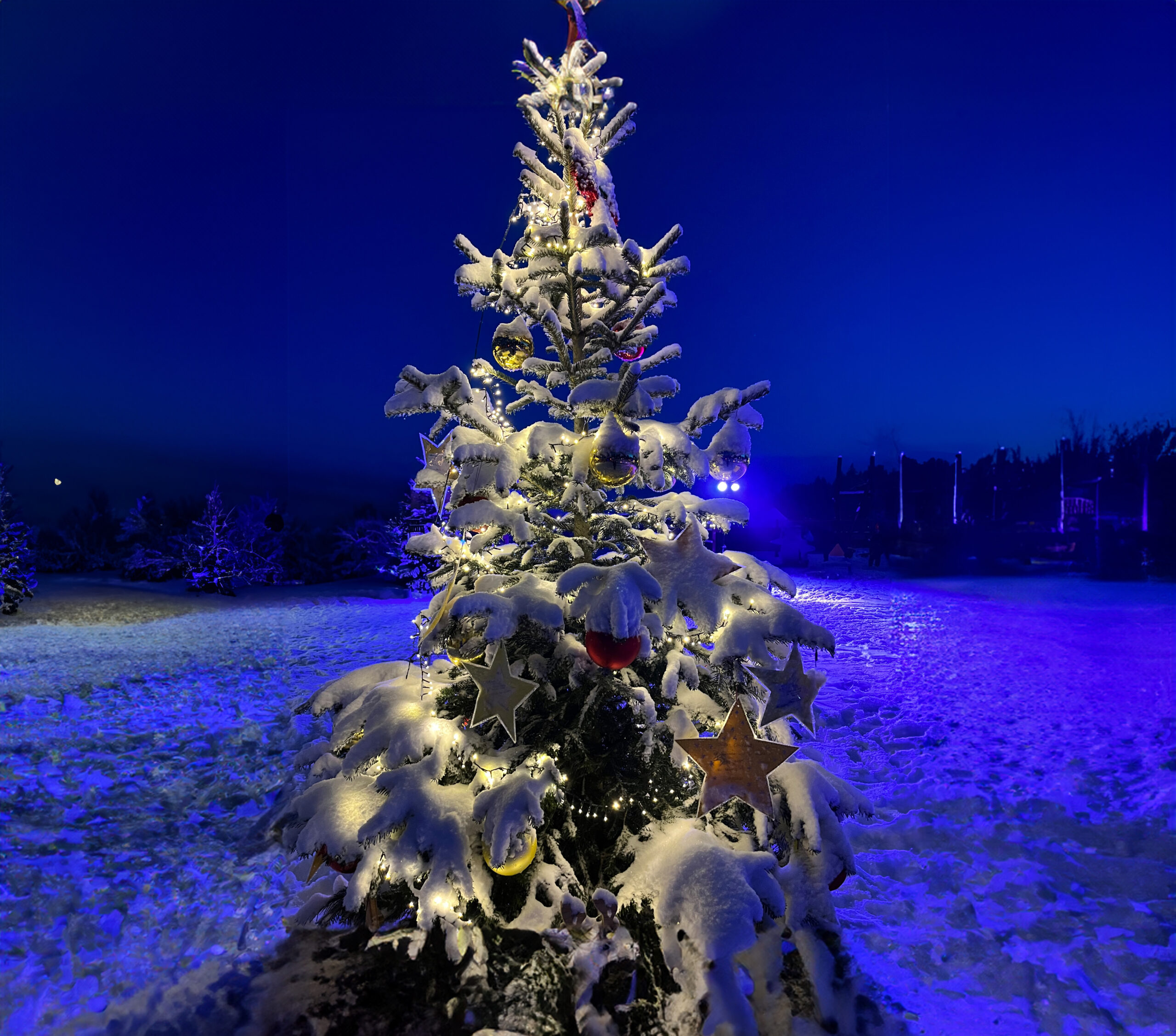 Praise the Christmas tree - Waldwelt