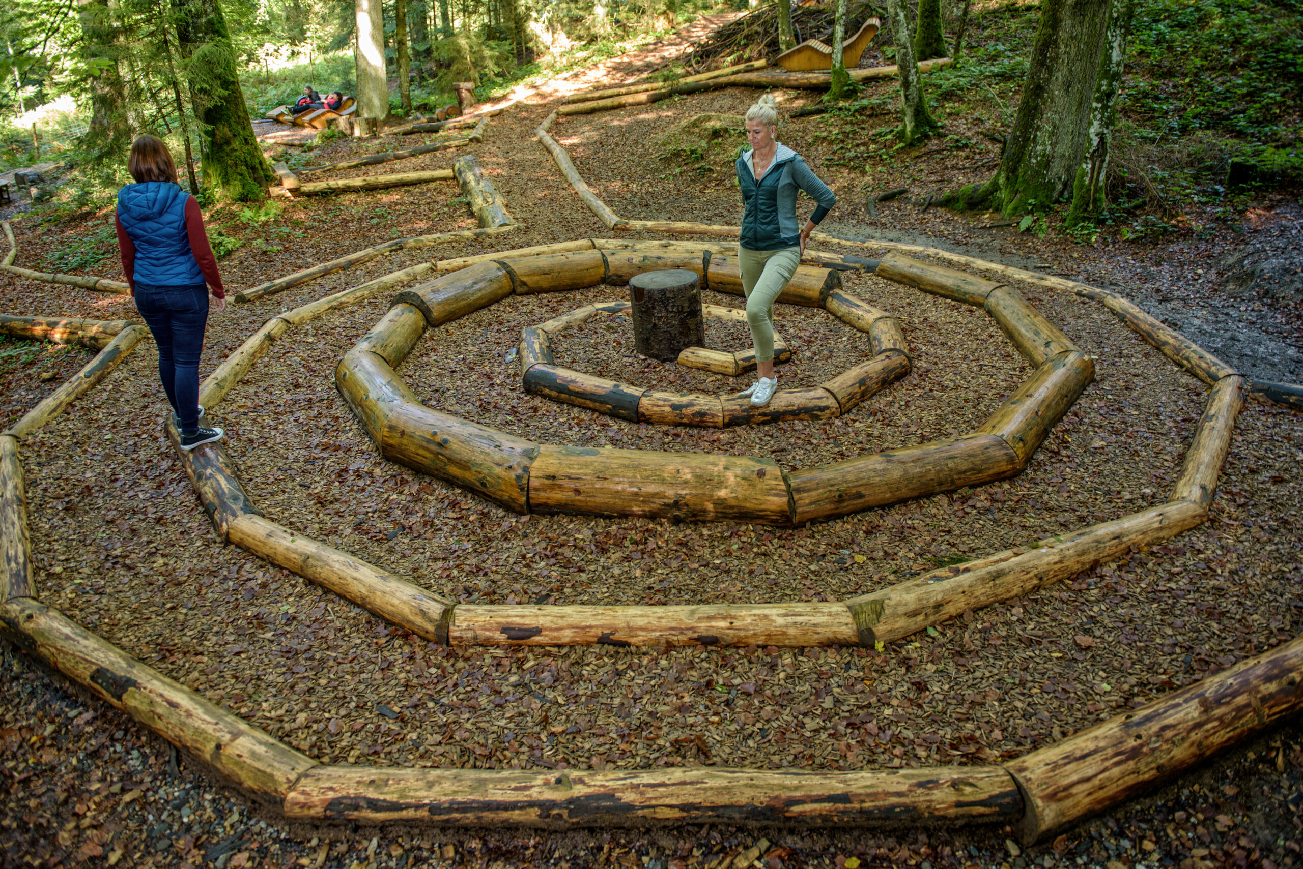 Lebensspirale - Waldwelt